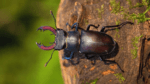 The Staggering Cost of Stag Beetles: Why These Rare Insects are Worth ...